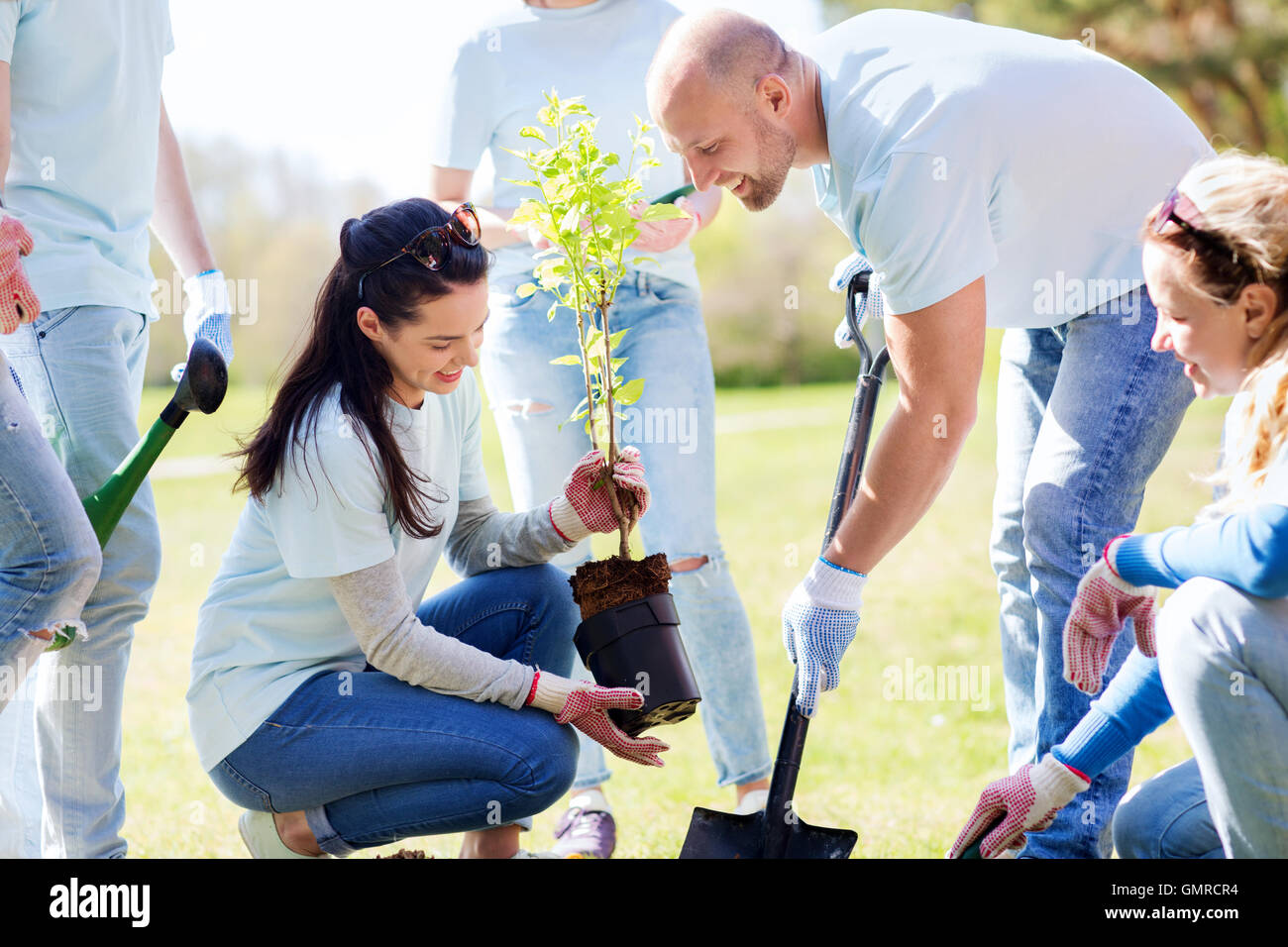 group of volunteers planting tree in park Stock Photo - Alamy
