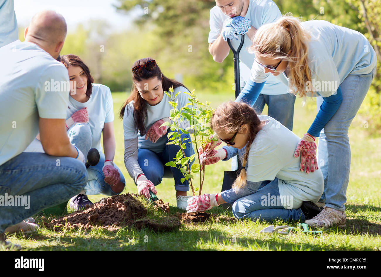 group of volunteers planting tree in park Stock Photo - Alamy