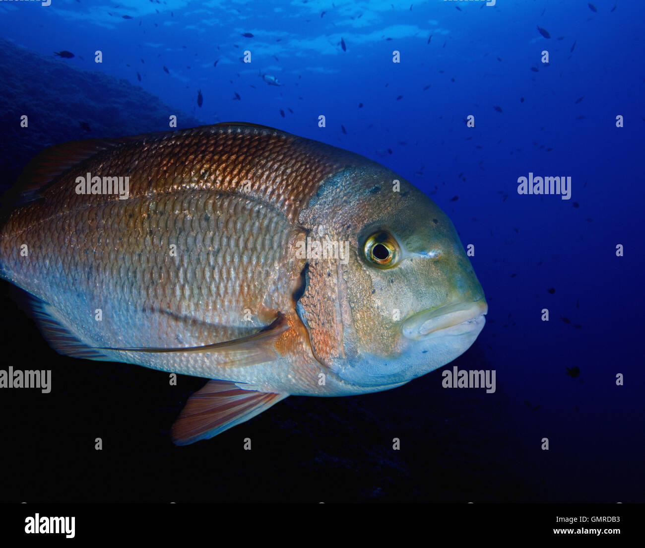 Pagrus Stock Photos & Pagrus Stock Images - Alamy
