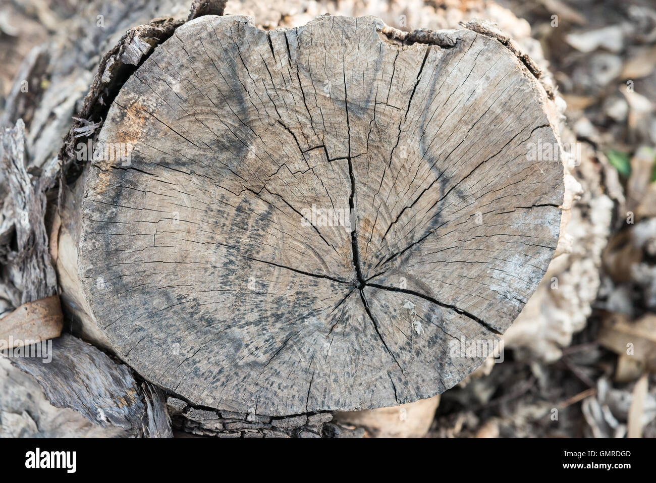 Small tree stump near the paddy field in the countryside of Thailand ...