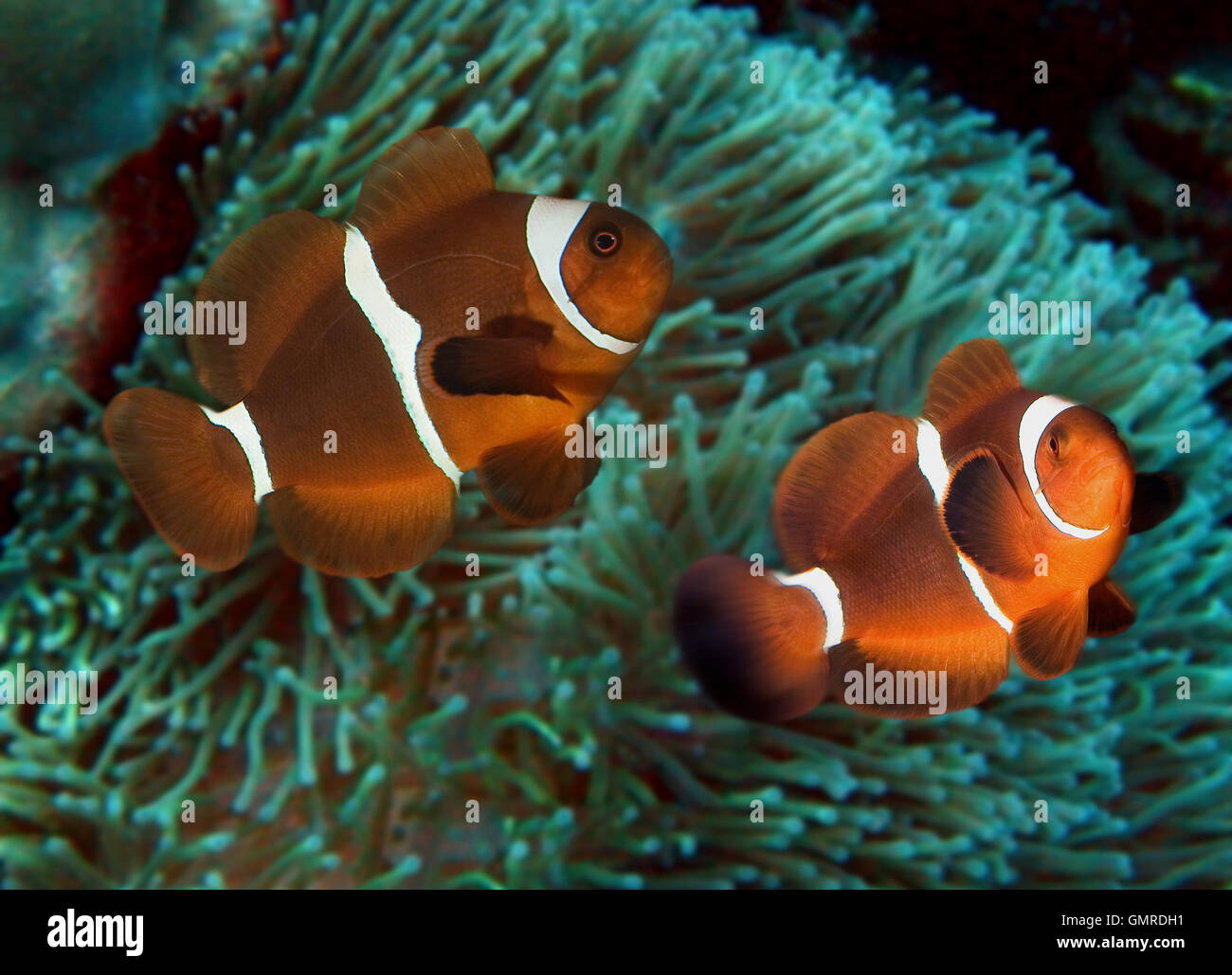 Amphiprion Biaculeatus High Resolution Stock Photography and Images - Alamy