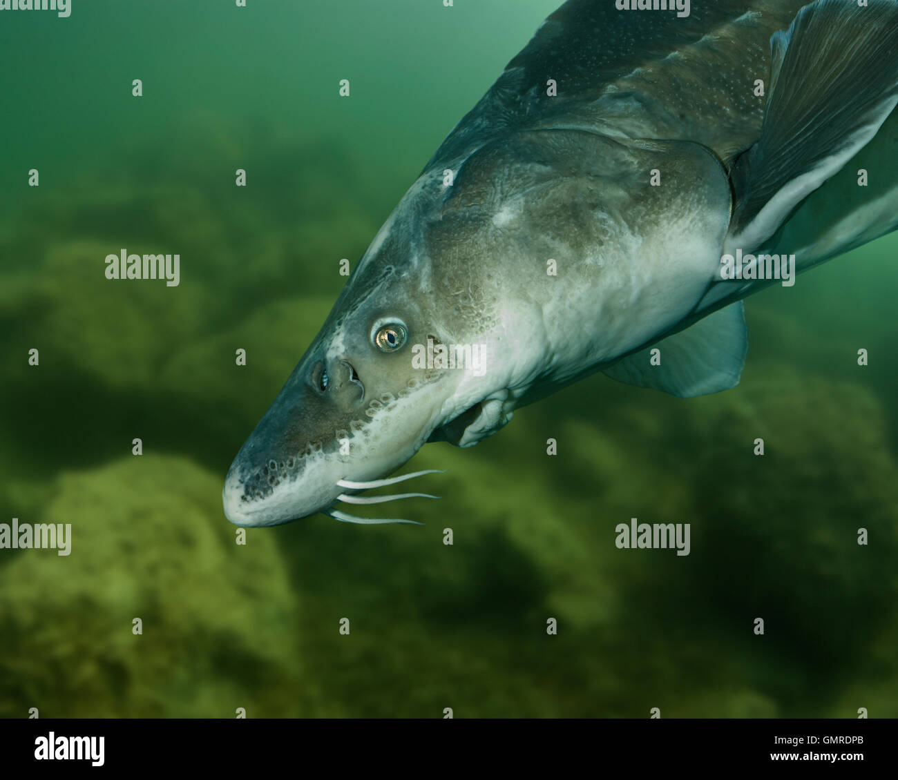 Sturgeon Detail High Resolution Stock Photography and Images - Alamy