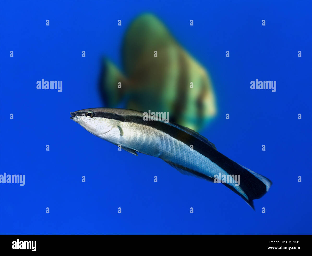 Bluestreak Cleaner Wrasse Fish High Resolution Stock Photography and ...