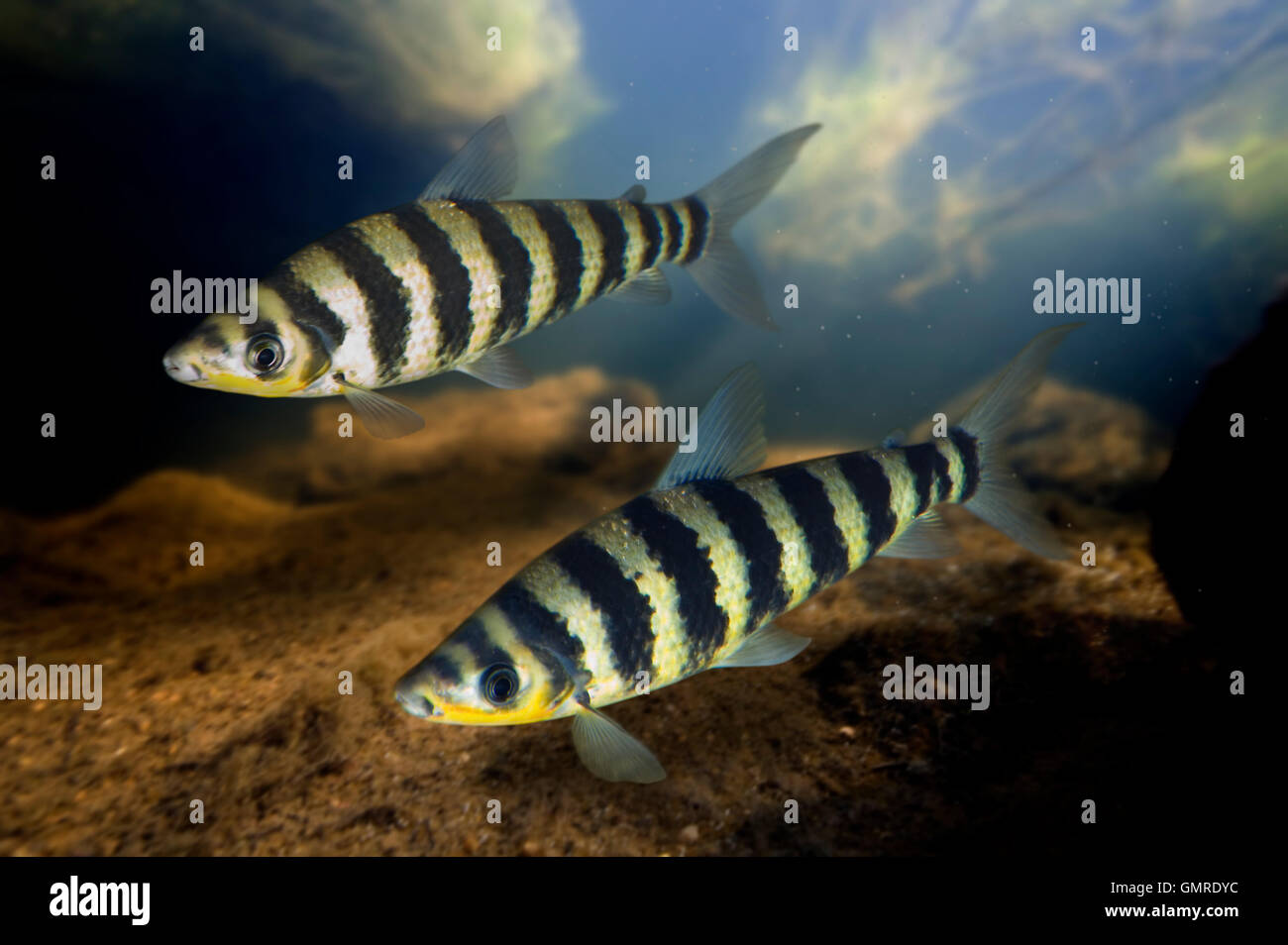 Leporinus High Resolution Stock Photography and Images - Alamy