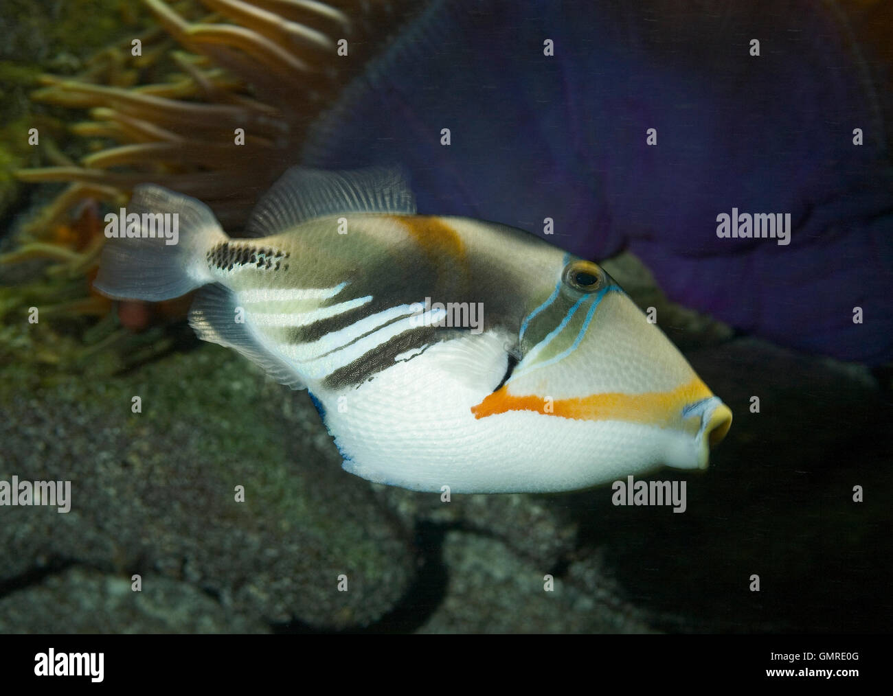 Wedge Tail Triggerfish Stock Photos & Wedge Tail Triggerfish Stock ...