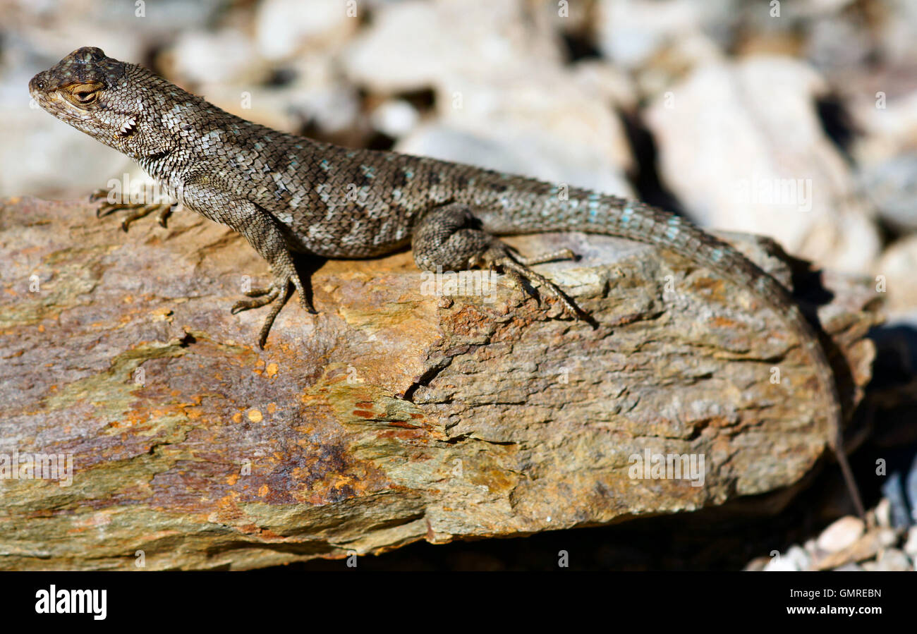 Blue belly lizard hi-res stock photography and images - Alamy