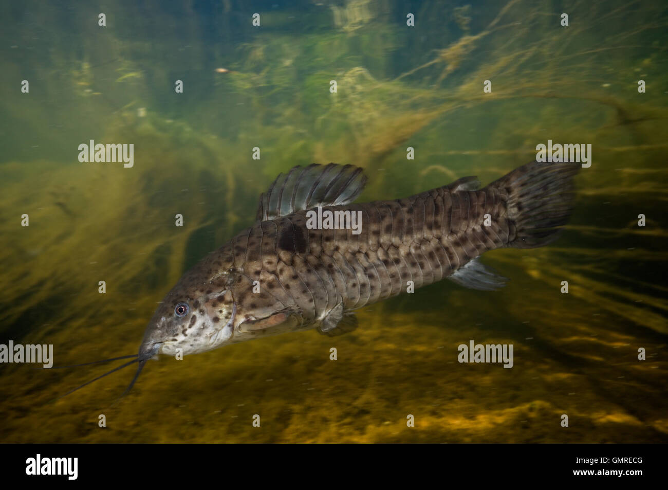 Armored Catfishes High Resolution Stock Photography and Images - Alamy
