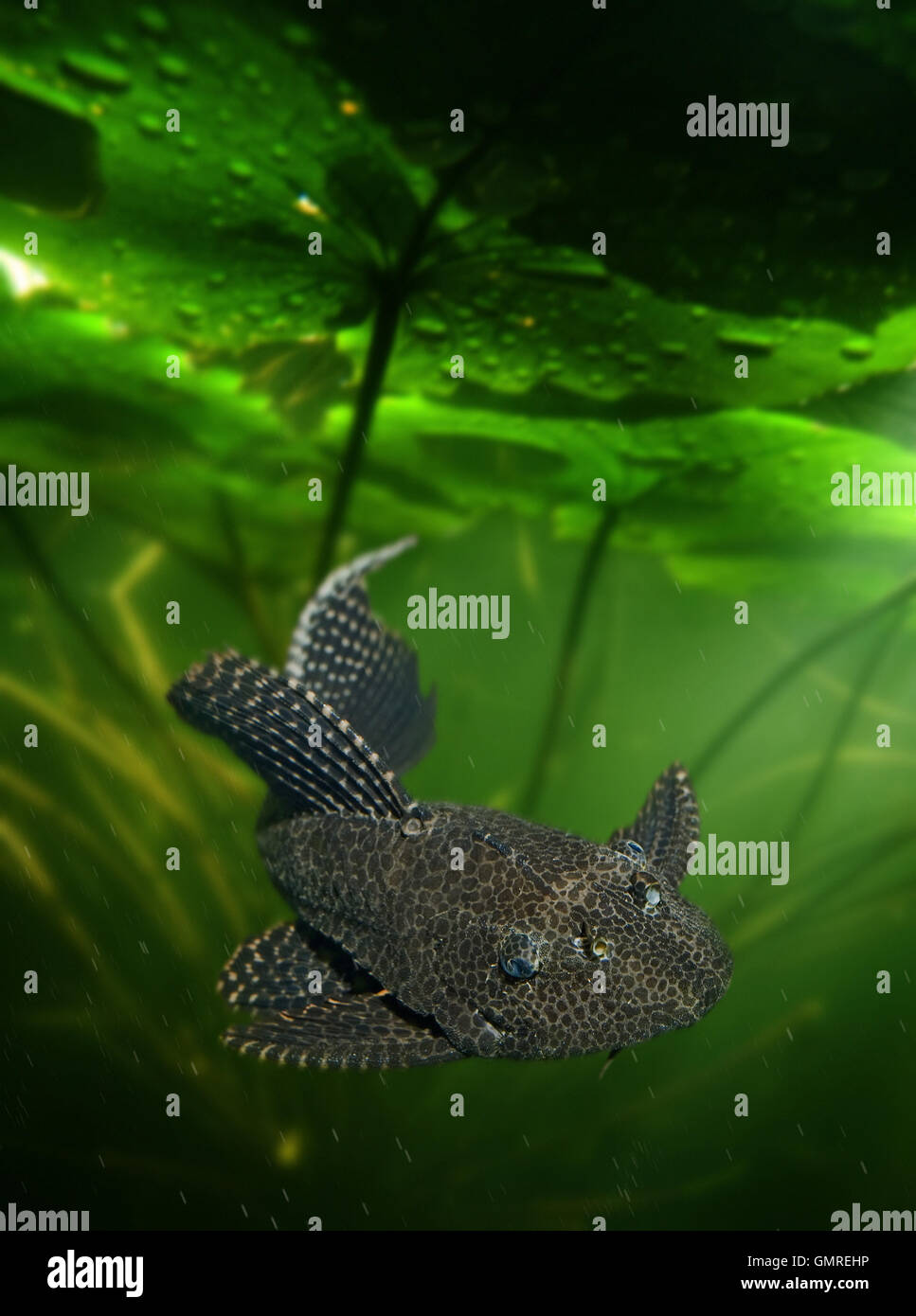 Armored Catfishes High Resolution Stock Photography and Images - Alamy