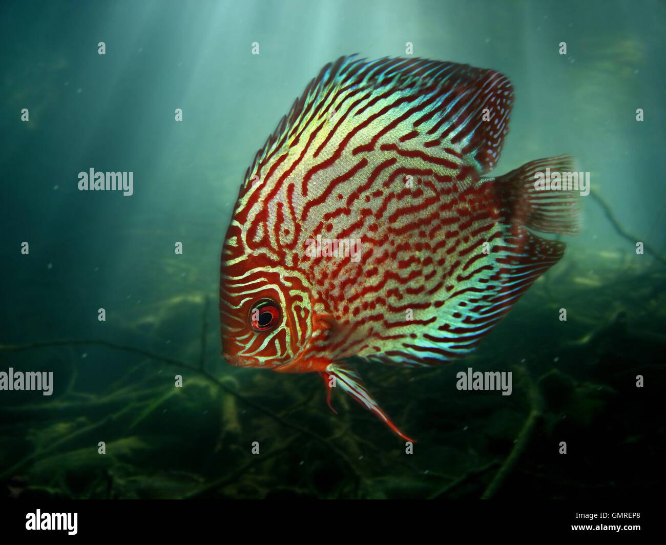 Symphysodon Discus Willischwartzi High Resolution Stock Photography and ...