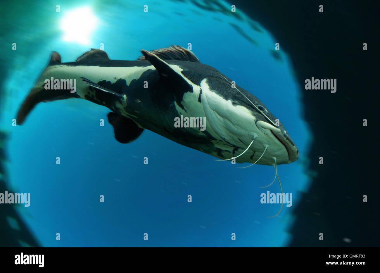 Long Whiskered Catfishes High Resolution Stock Photography and Images ...