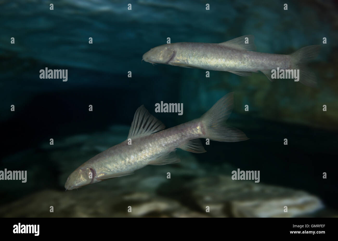 Garra High Resolution Stock Photography and Images - Alamy