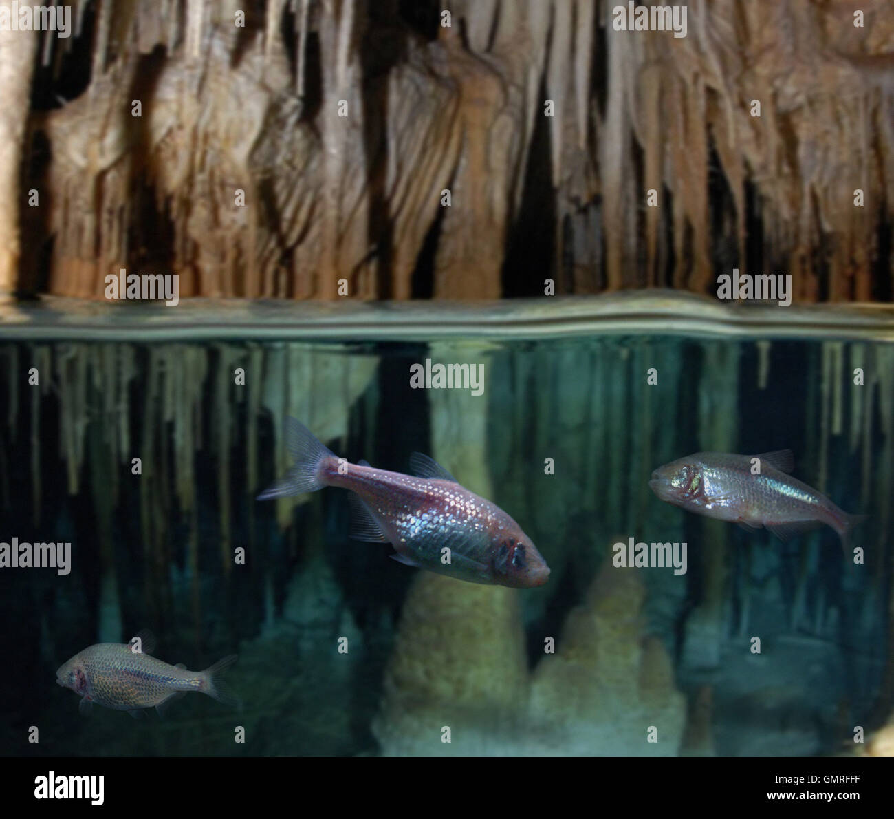 Blind Cave Fishes Stock Photos & Blind Cave Fishes Stock Images - Alamy