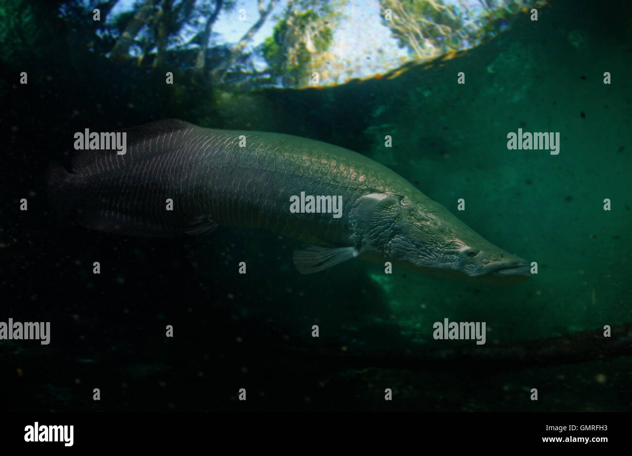 Arapaima Gigas Fish High Resolution Stock Photography and Images - Alamy