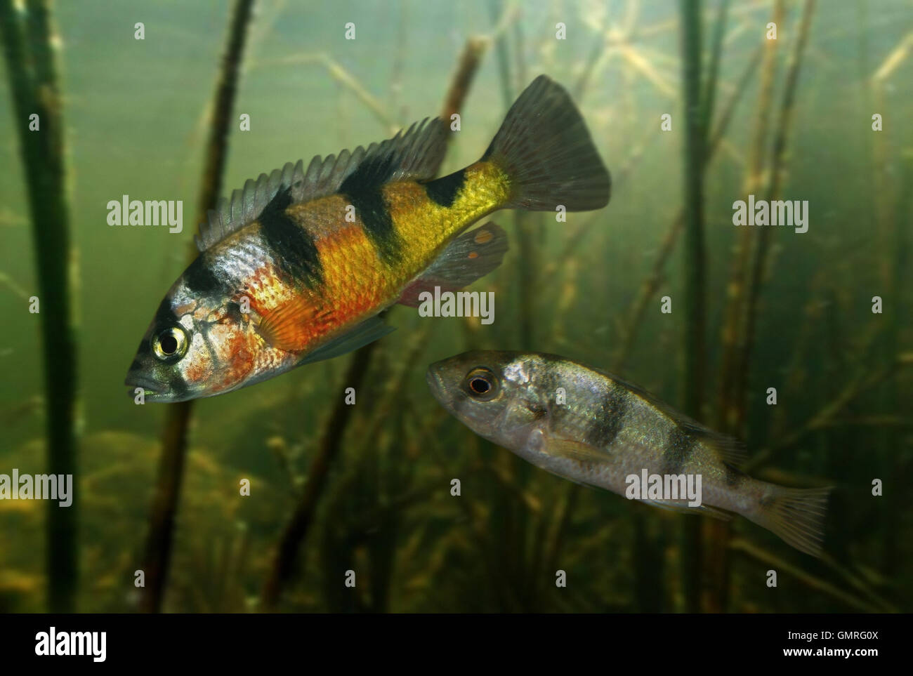 Mouth Brooding Fish High Resolution Stock Photography and Images - Alamy