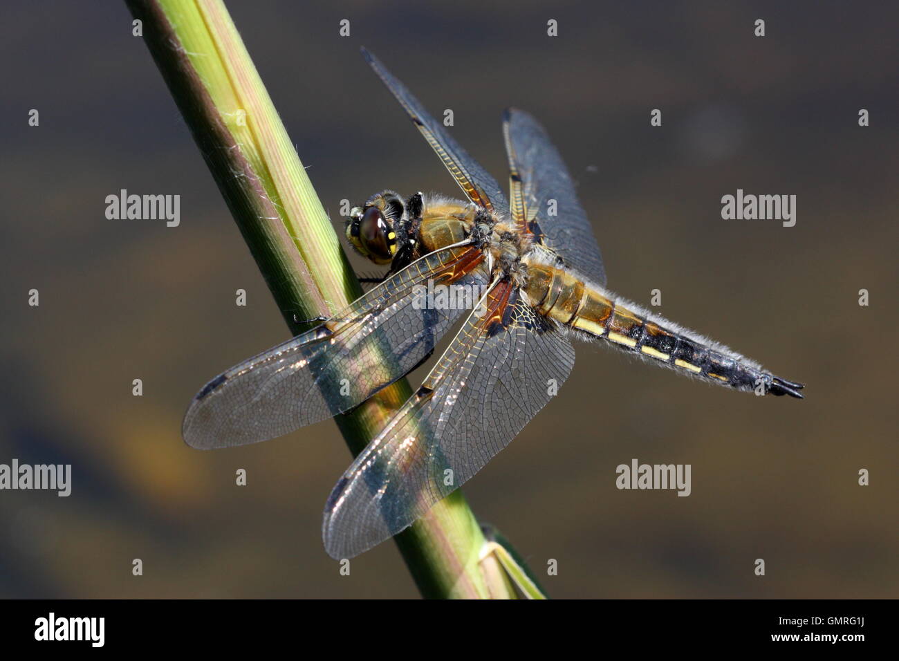 Four-Spotted Chaser Dragonfly Stock Photo - Alamy