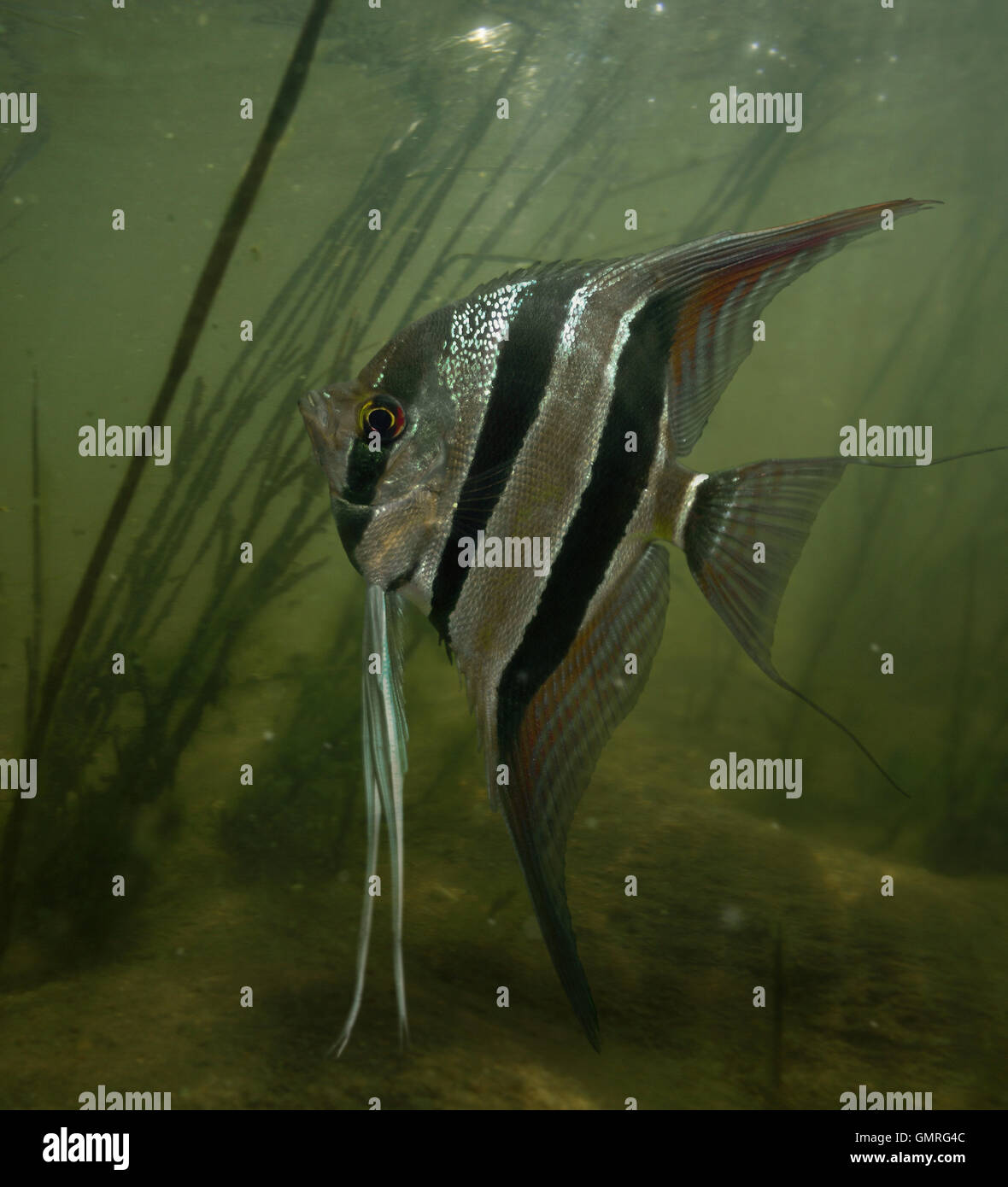 Altum High Resolution Stock Photography and Images - Alamy