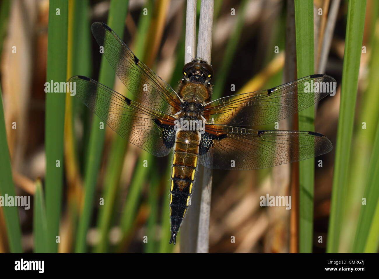Four-Spotted Chaser Dragonfly Stock Photo - Alamy