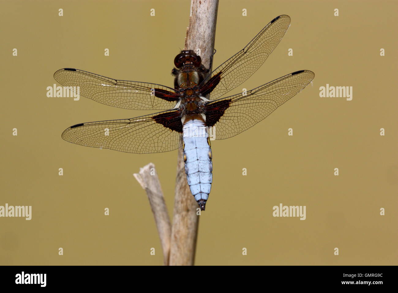 Male Broad-bodied Chaser Dragonfly Stock Photo - Alamy