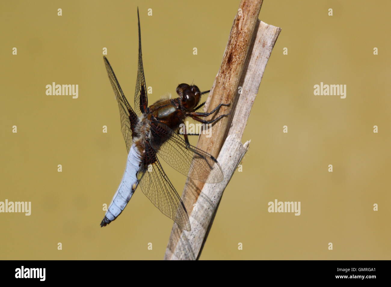 Male Broad-bodied Chaser Dragonfly Stock Photo - Alamy