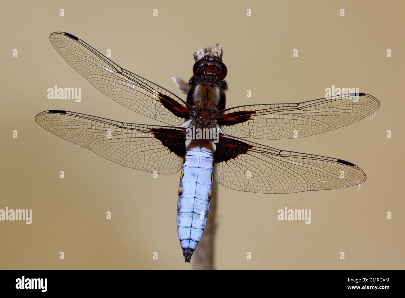 Male Broad-bodied Chaser Dragonfly Stock Photo - Alamy