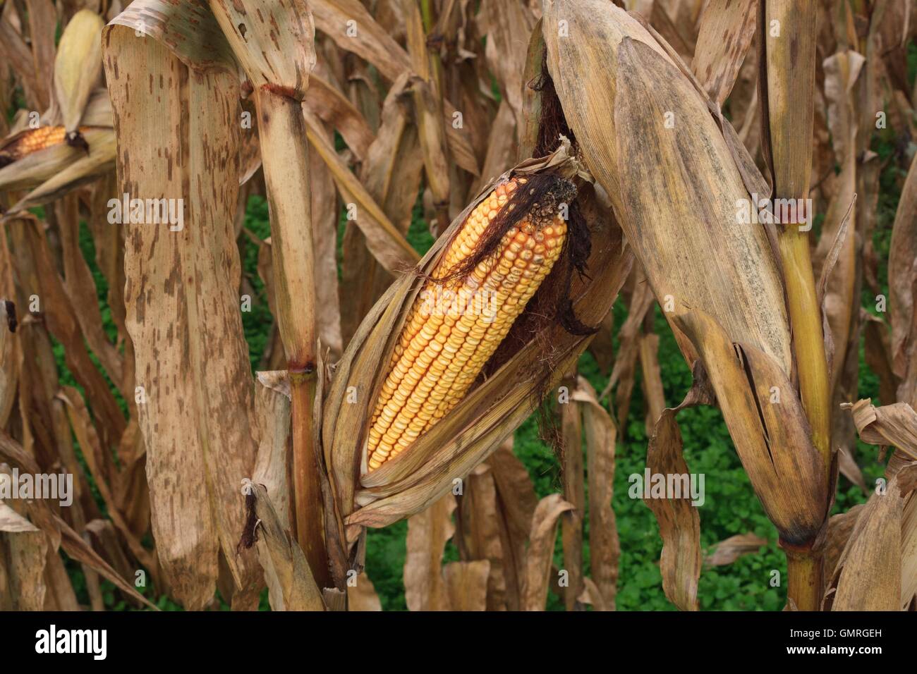 corn during fall Stock Photo - Alamy