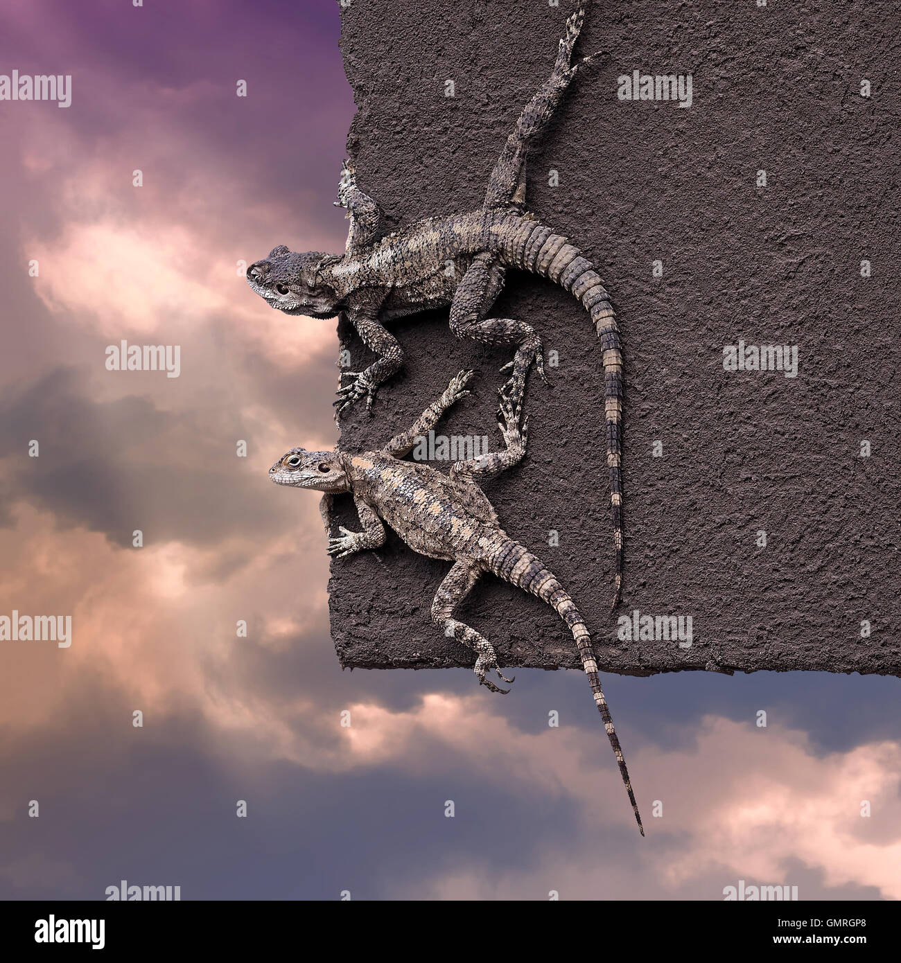 Two lizards on the edge of the roof on the sky background Stock Photo ...