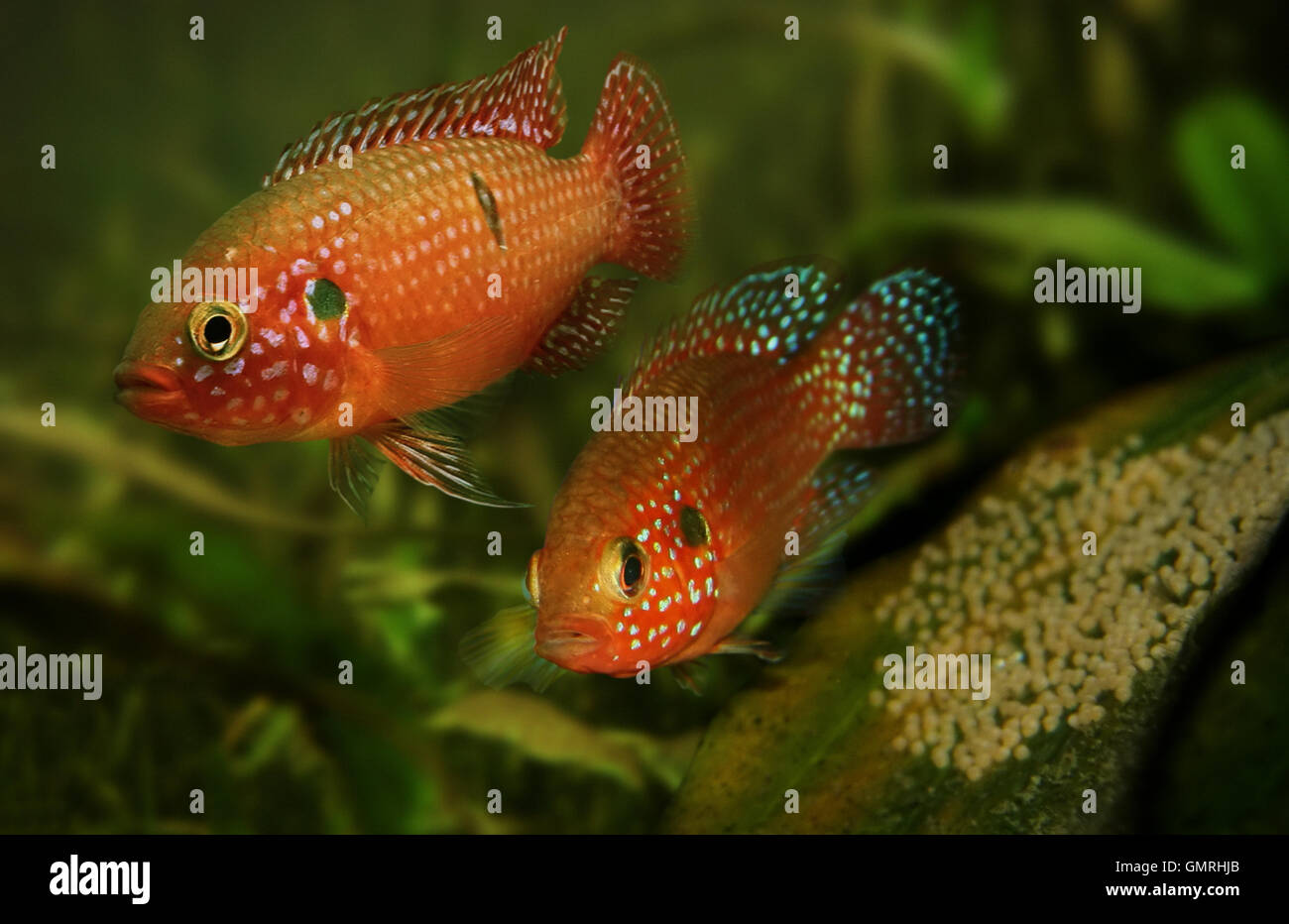 African Leaf Fish High Resolution Stock Photography and Images - Alamy