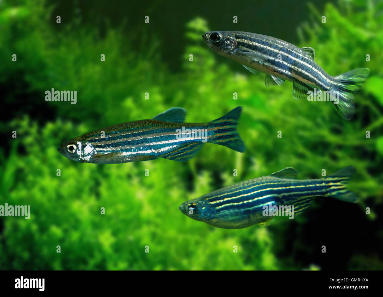 Zebra Danio Danio Rerio Aquarium Fish Paradise