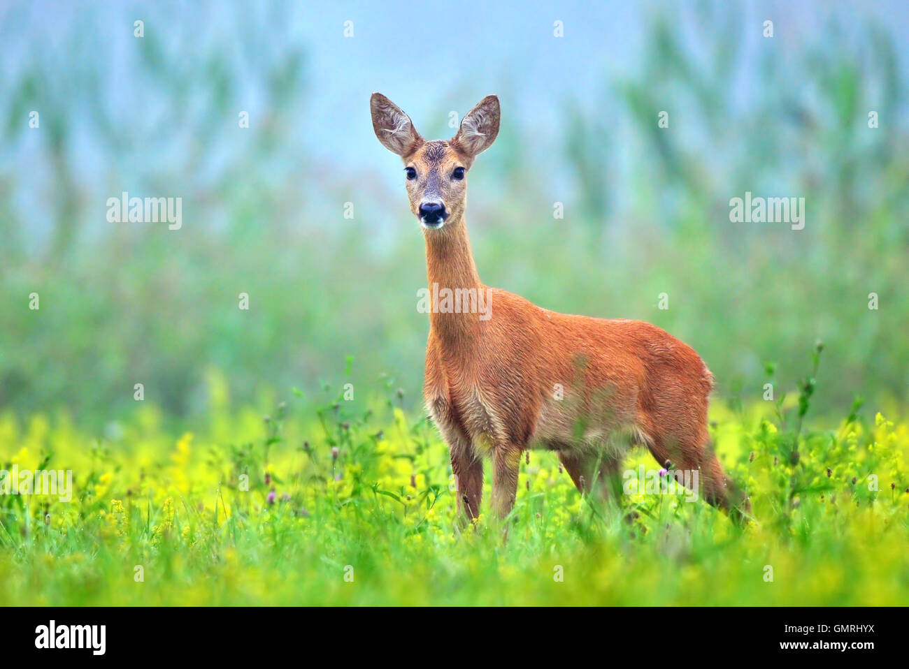 Capreolus capreolus hi-res stock photography and images - Alamy