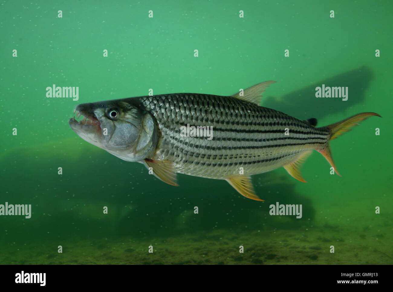 African Tigerfish High Resolution Stock Photography and Images - Alamy