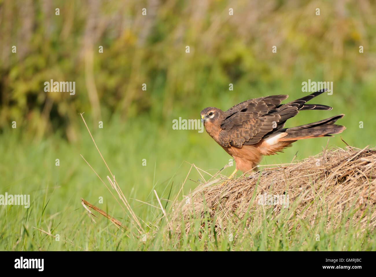 Juvenile Montagus harrier (Circus pygargus) flapping wings at the ...
