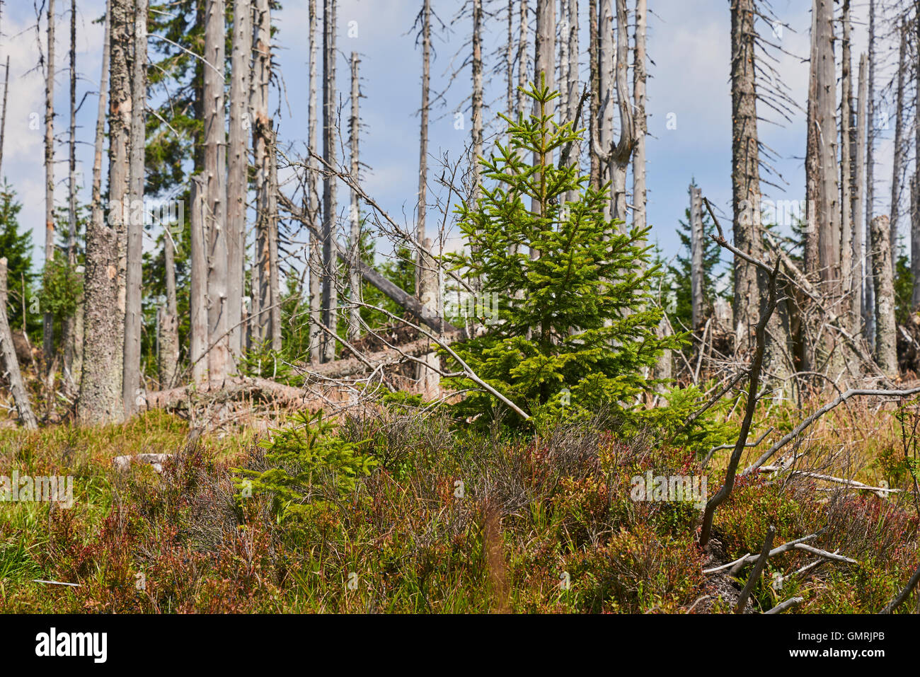 National Park Sumava, Meridian hill, the Bohemian Forest. Forests ...