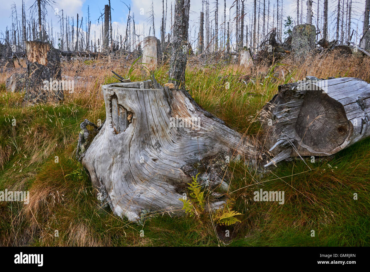 Bohemian forest destroyed hi-res stock photography and images - Alamy