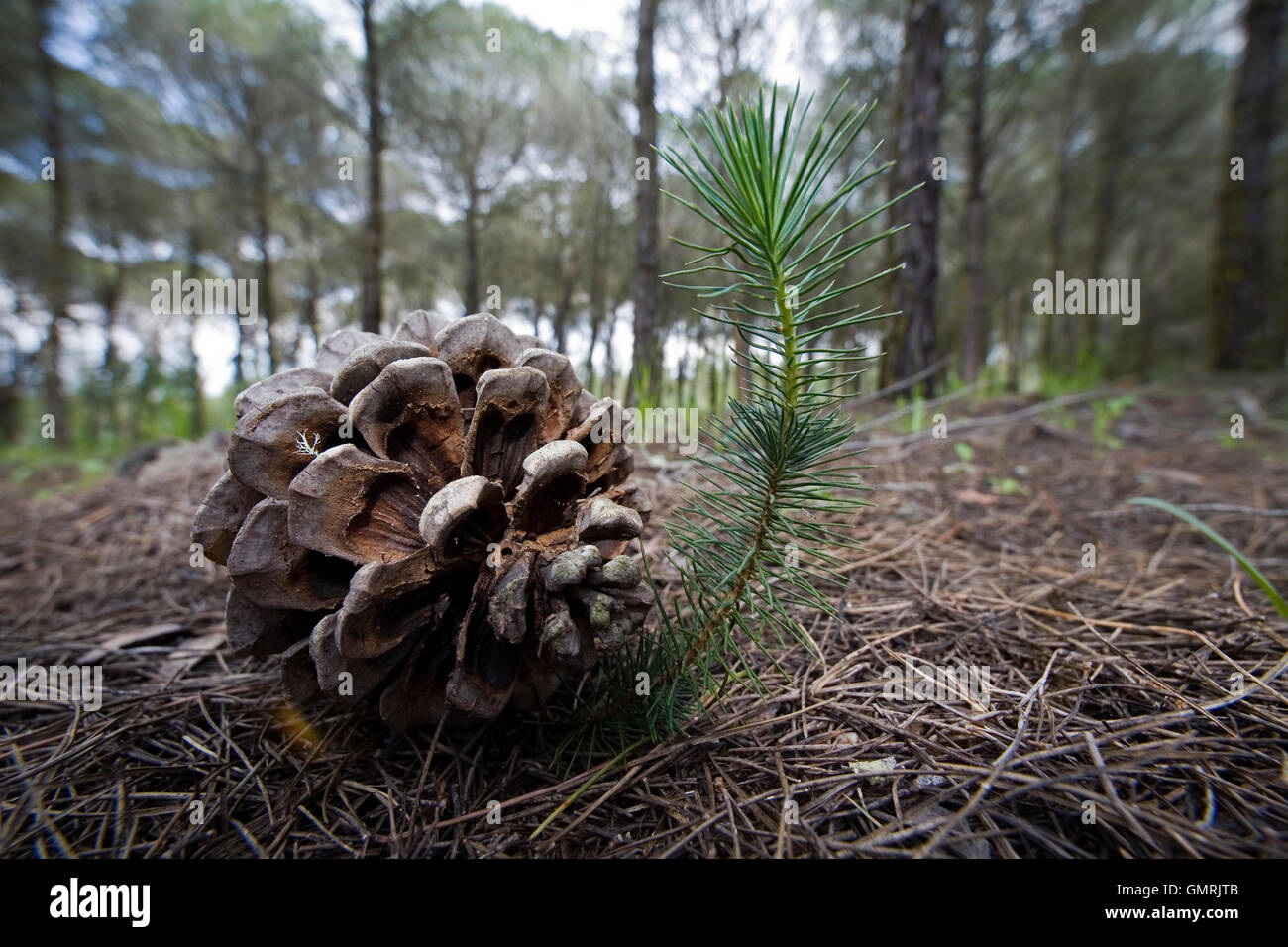 Pinus Pinea Portugal High Resolution Stock Photography and Images - Alamy