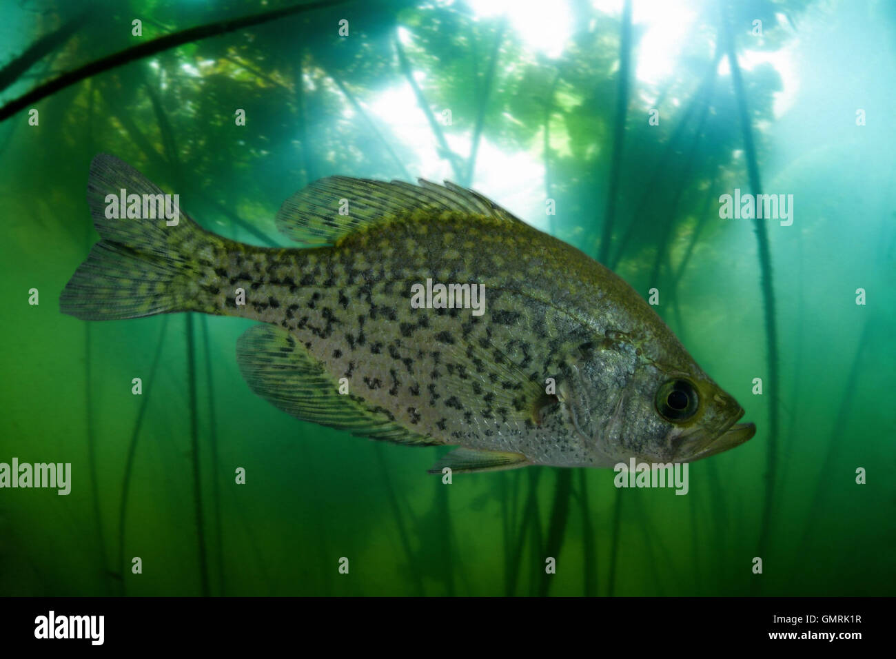 Pomoxis Nigromaculatus High Resolution Stock Photography and Images - Alamy