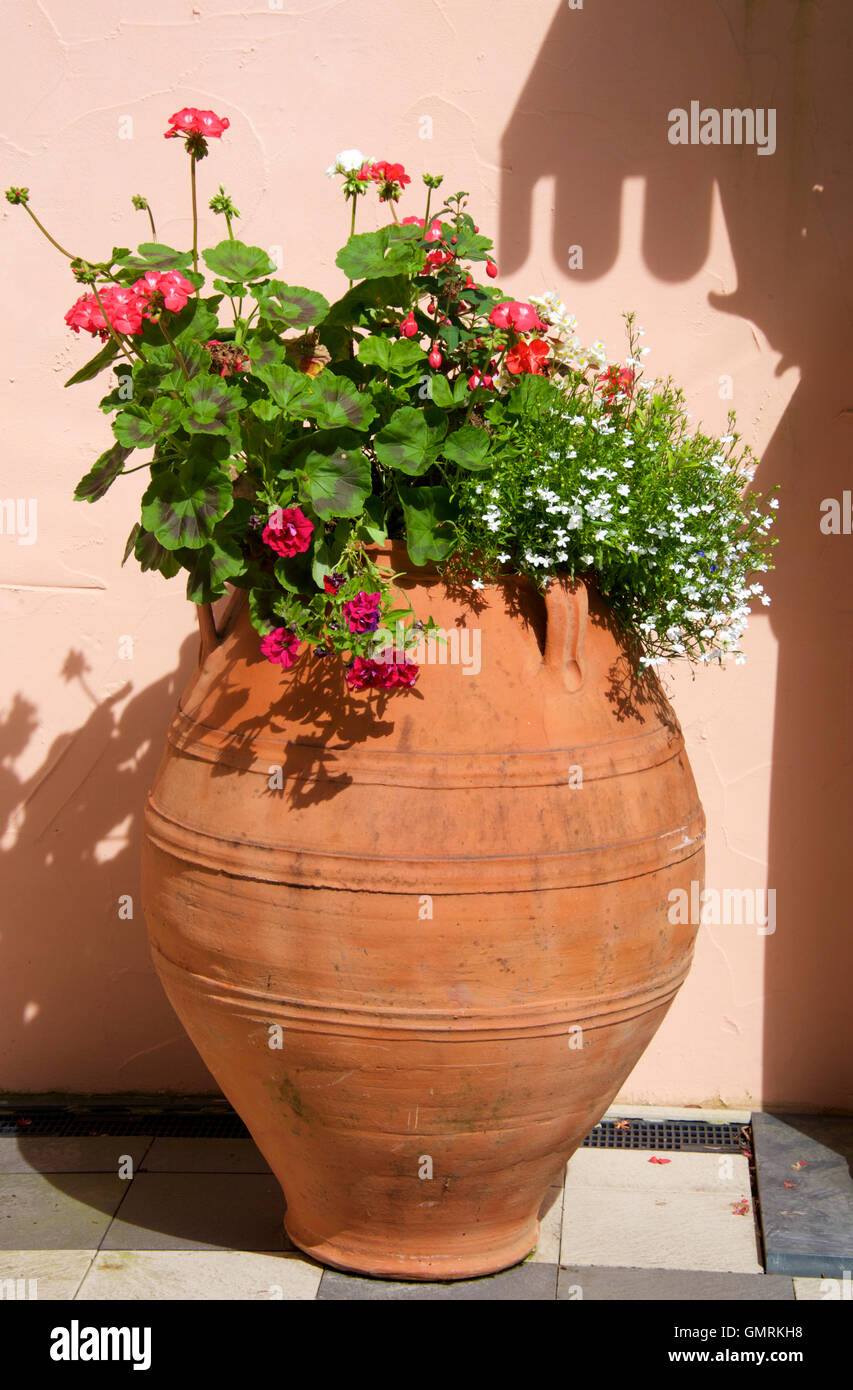 Geraniums In Terracotta Pots