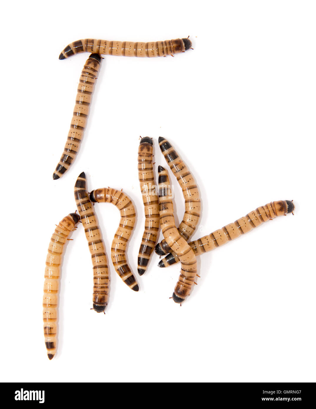 Superworm larvae hi-res stock photography and images - Alamy