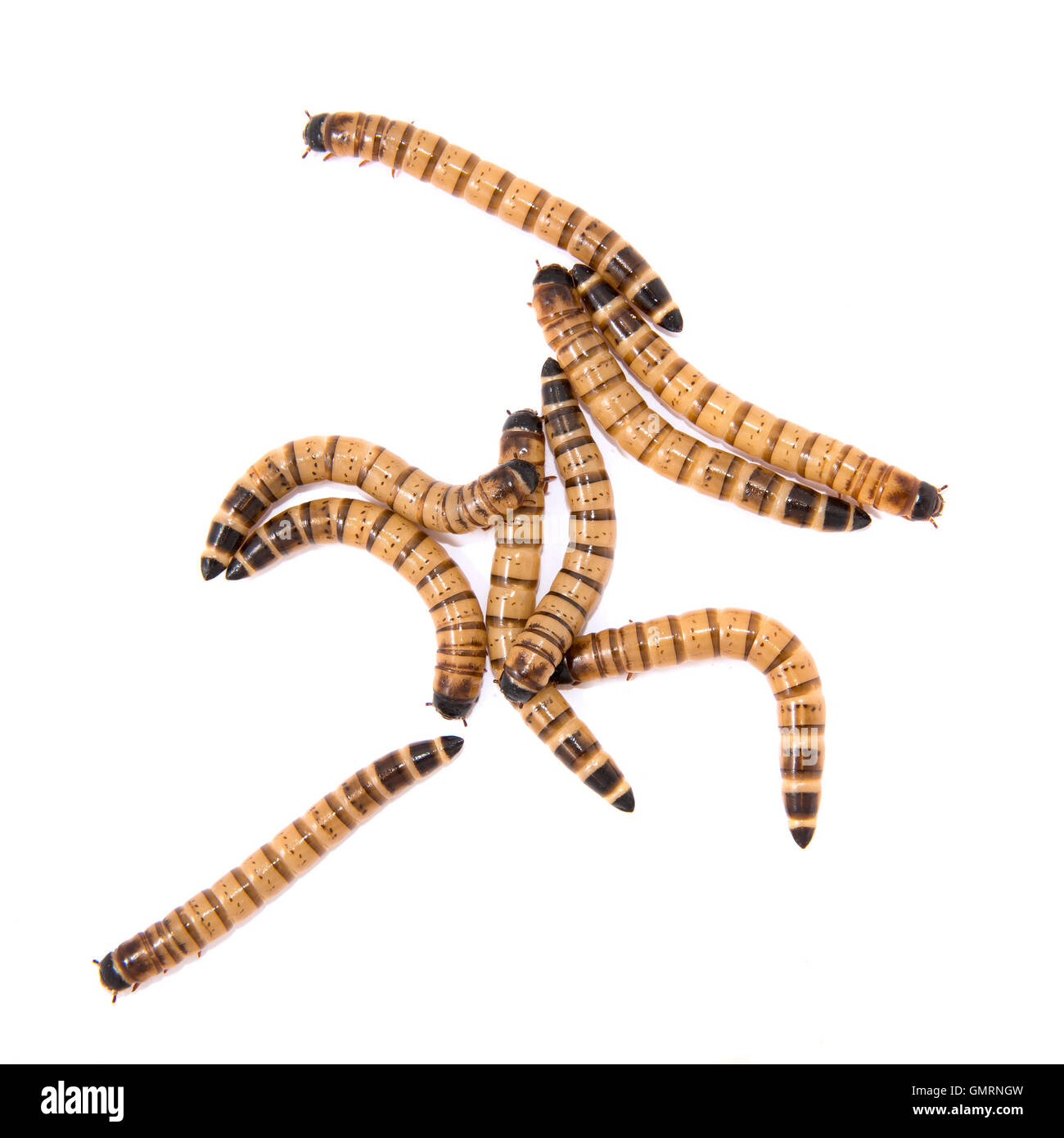 Superworm larvae hi-res stock photography and images - Alamy