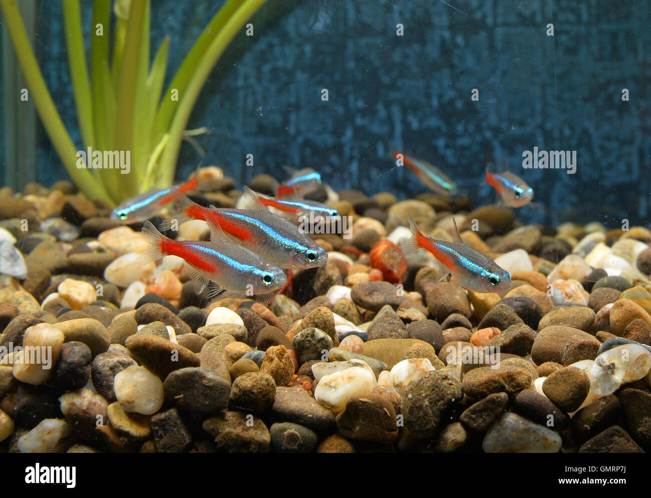 Hobbies tropical fish aquarium hi-res stock photography and images - Alamy