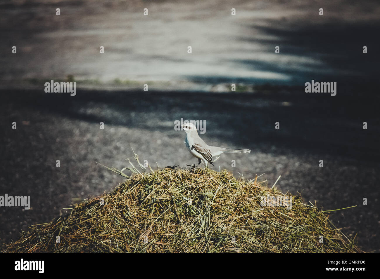 Side view of bird hi-res stock photography and images - Alamy