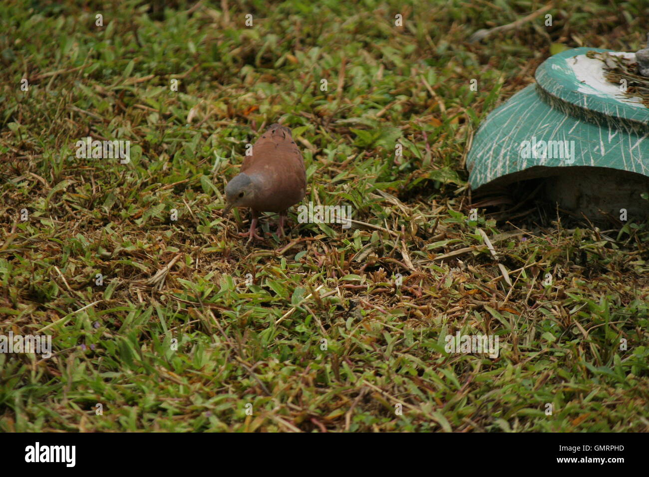 Dove feeding in the wild Stock Photo - Alamy