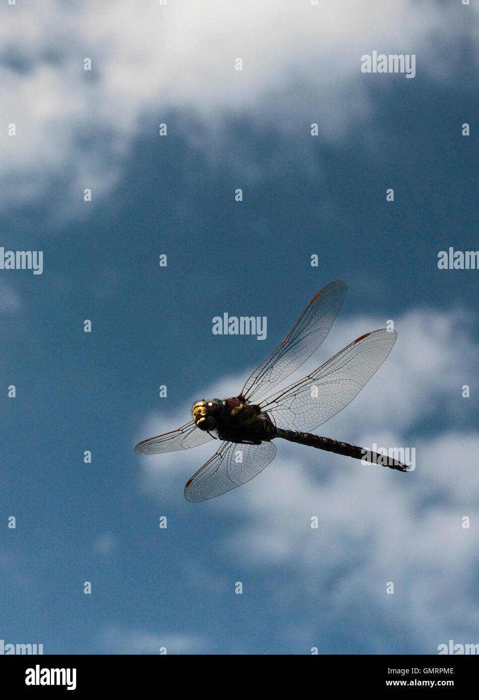 Common Hawker Dragonfly Stock Photo - Alamy