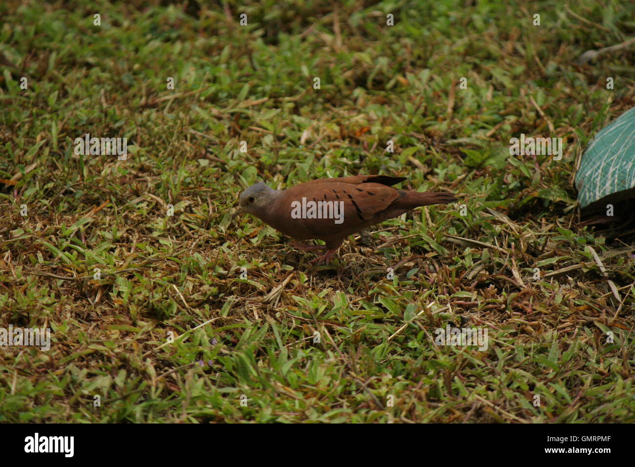 Dove feeding in the wild Stock Photo - Alamy