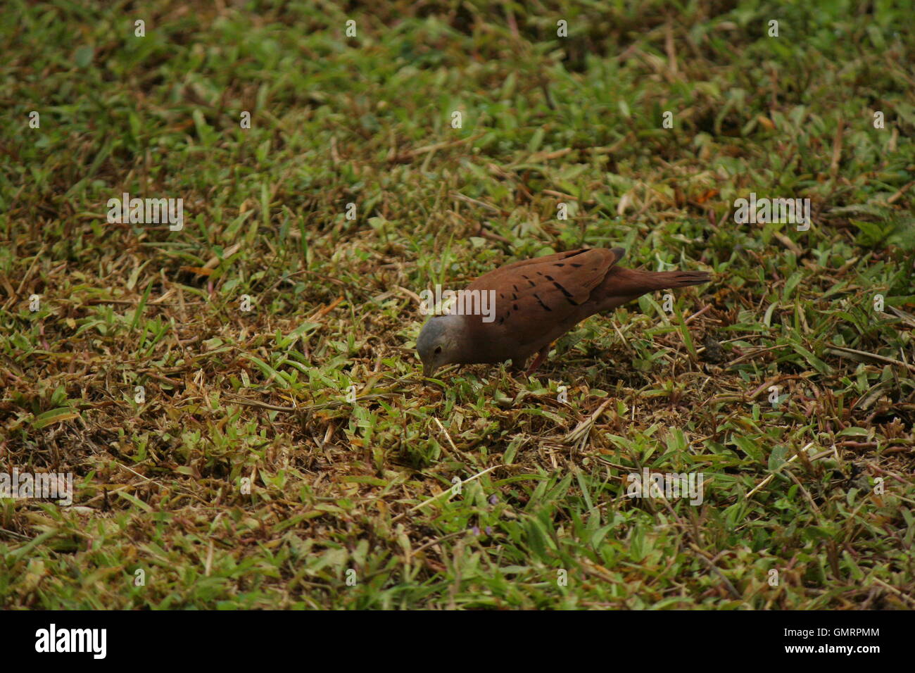 Dove feeding in the wild Stock Photo - Alamy