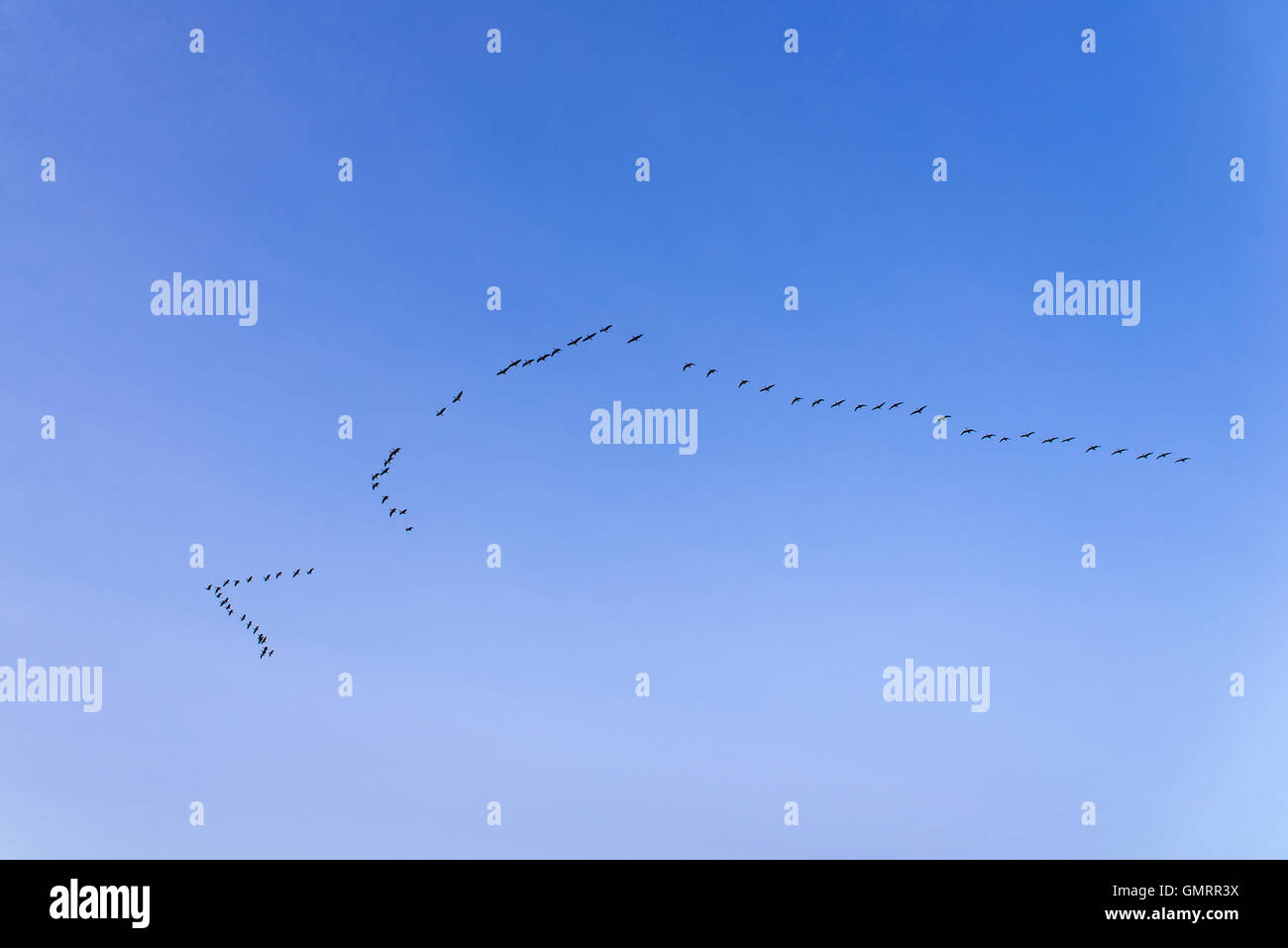 Birds flying v shape hi-res stock photography and images - Alamy