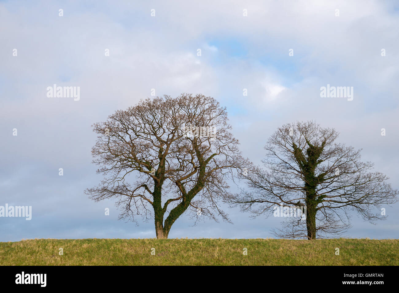 Two vibrant green trees hi-res stock photography and images - Alamy