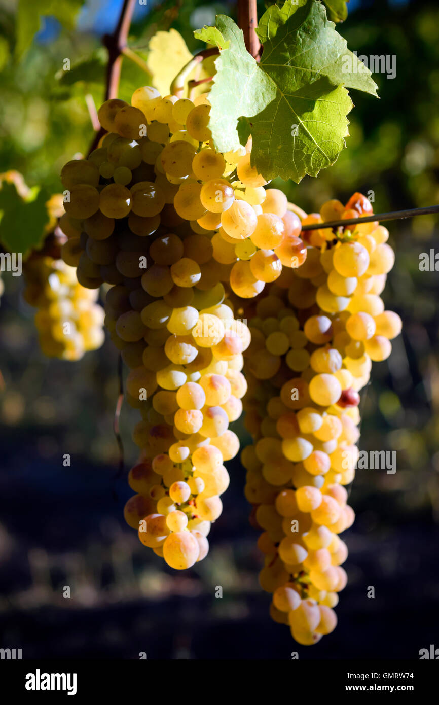 Healthy grape vines hi-res stock photography and images - Alamy