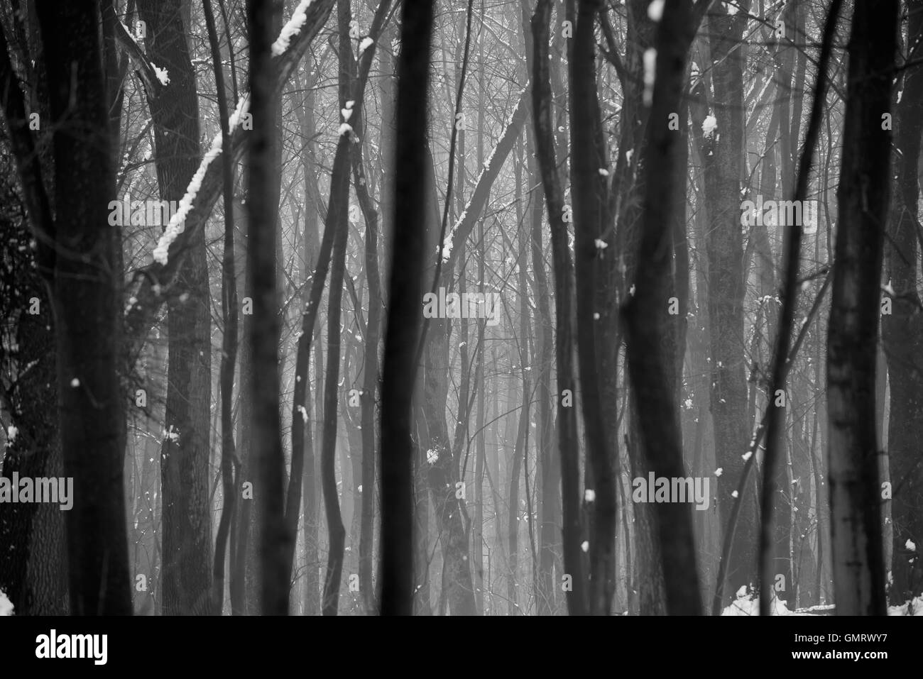 Forest backgrounds hi-res stock photography and images - Alamy