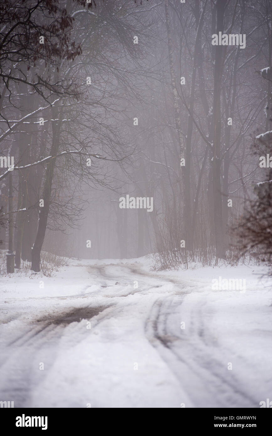 Seasons forest hi-res stock photography and images - Alamy