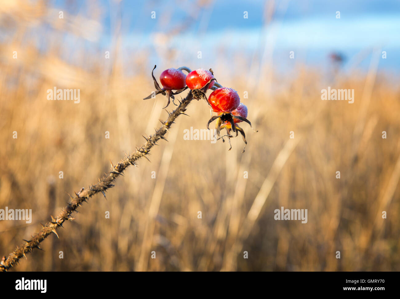 Red spine hi-res stock photography and images - Alamy